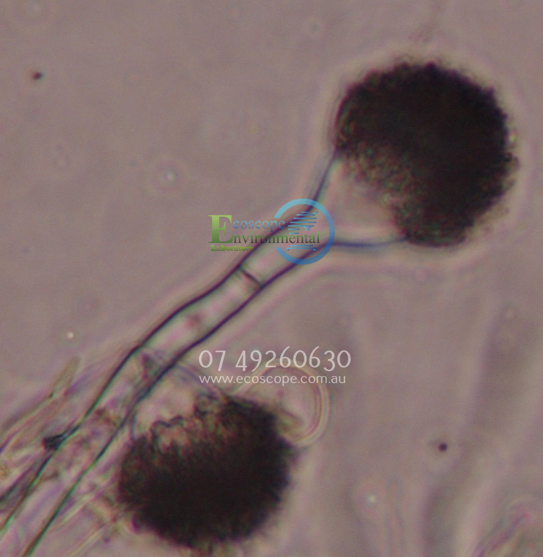 Mould impacts every aspect of your life. - Ecoscope Environmental Pty Ltd